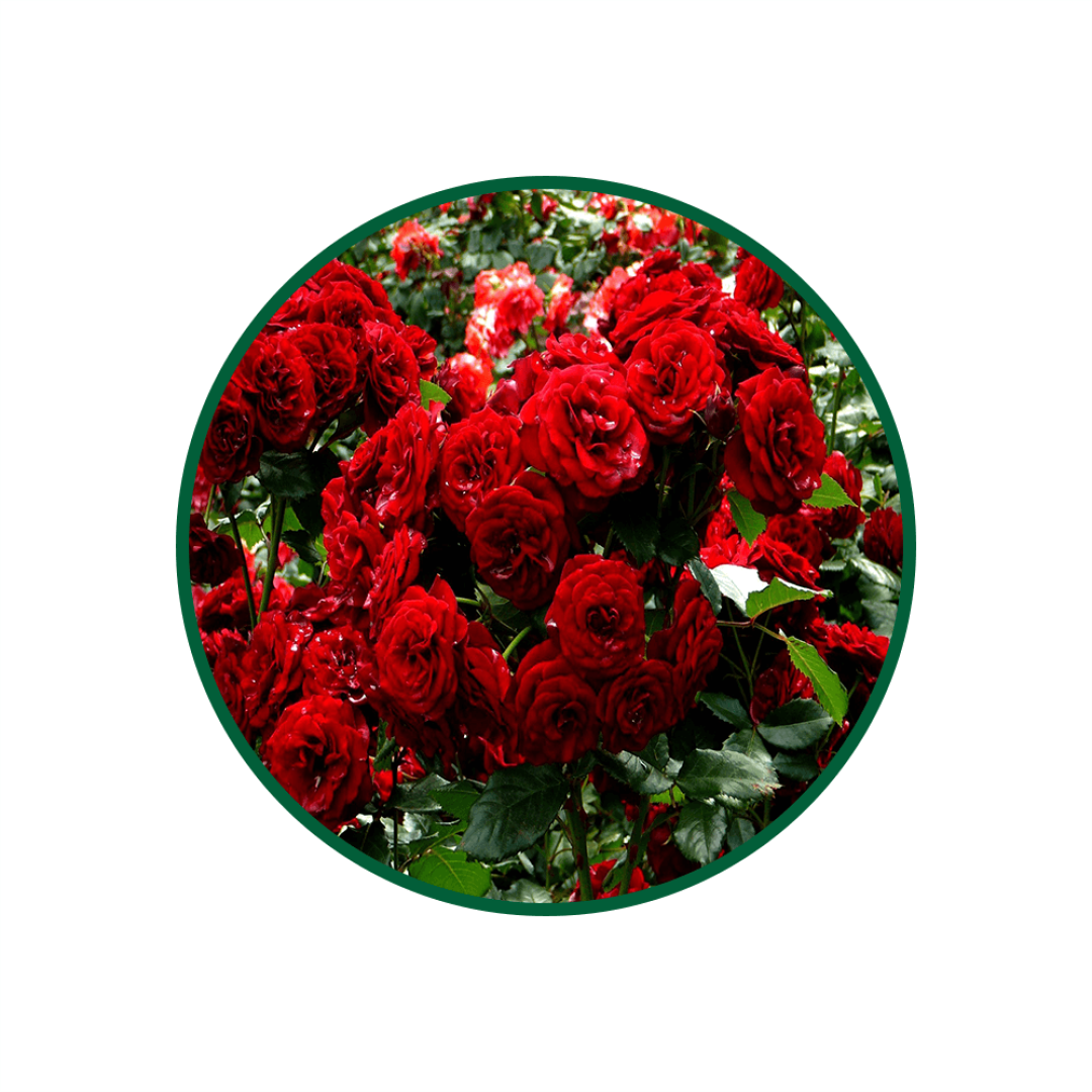 Gül Yaprağı Süperkritik Yağı 1 Lt. | Gökçek Şifa Market | İbrahim ...